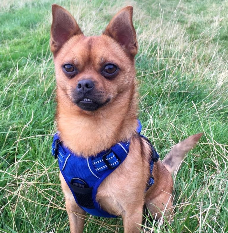 Zuma, 8yo Chihuahua x - Perthshire Abandoned Dog Society