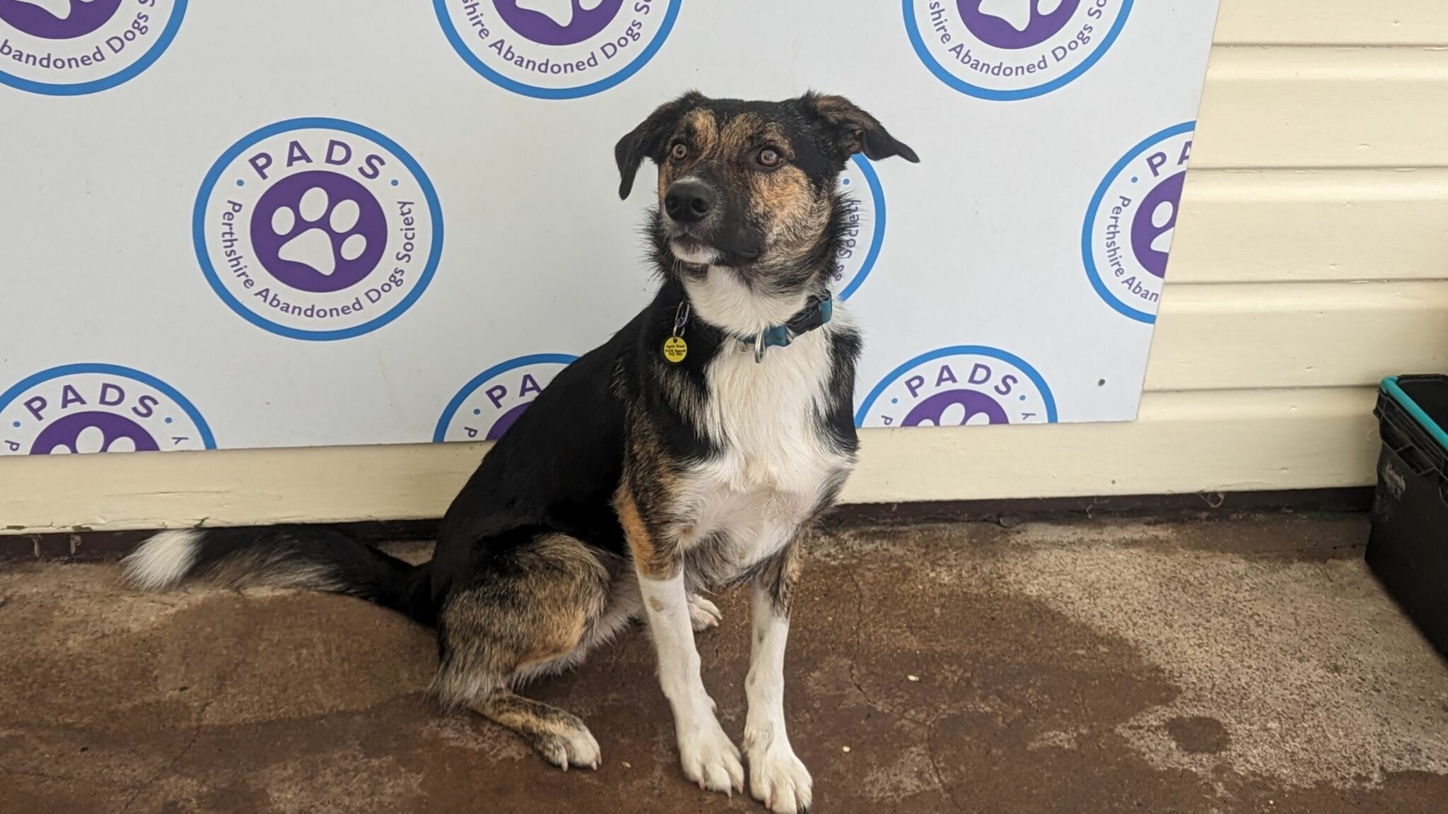 Looking for a Home | Perthshire Abandoned Dog Society - Rehoming ...