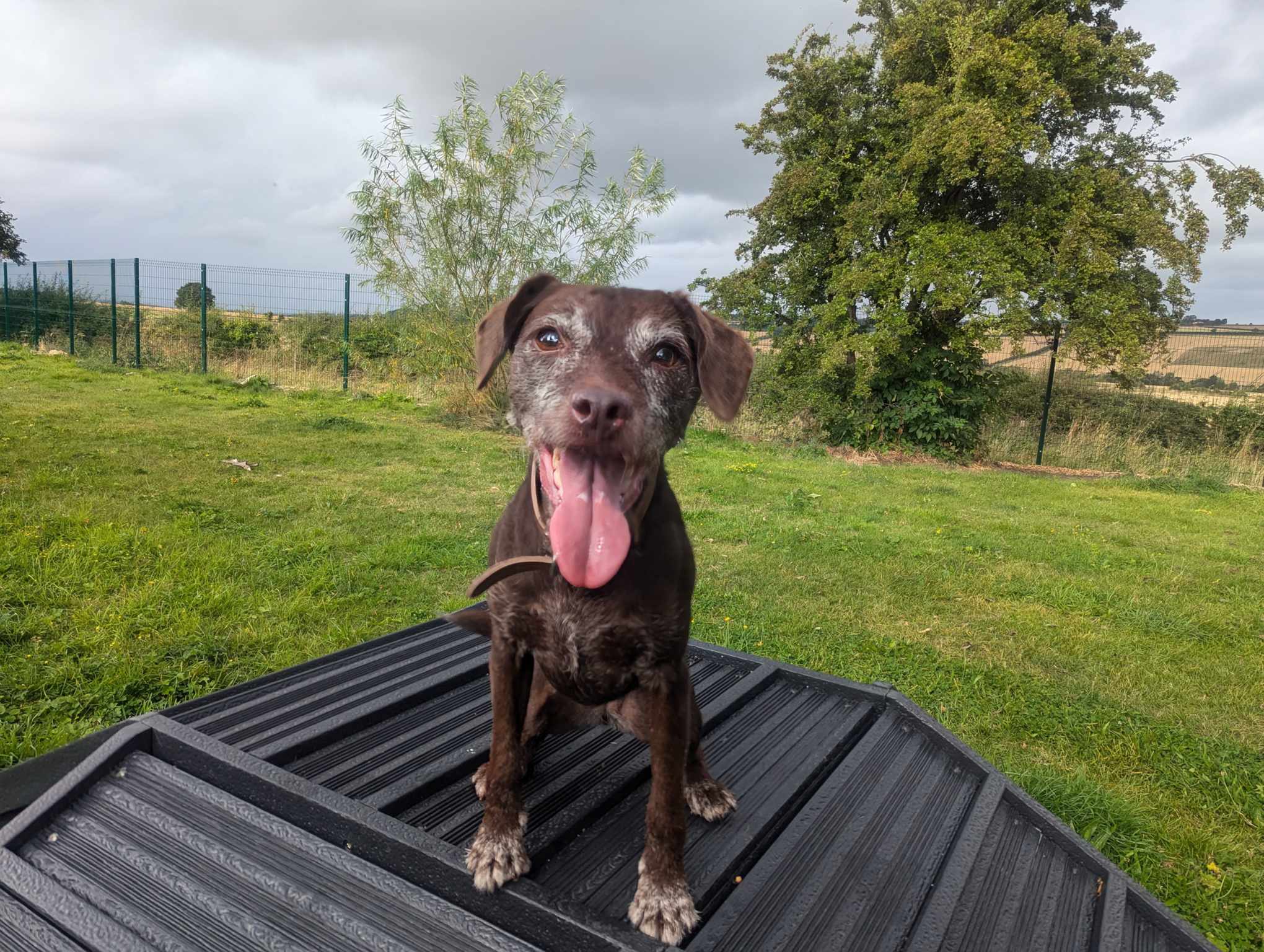 Willow, 10yo Patterdale - Perthshire Abandoned Dog Society