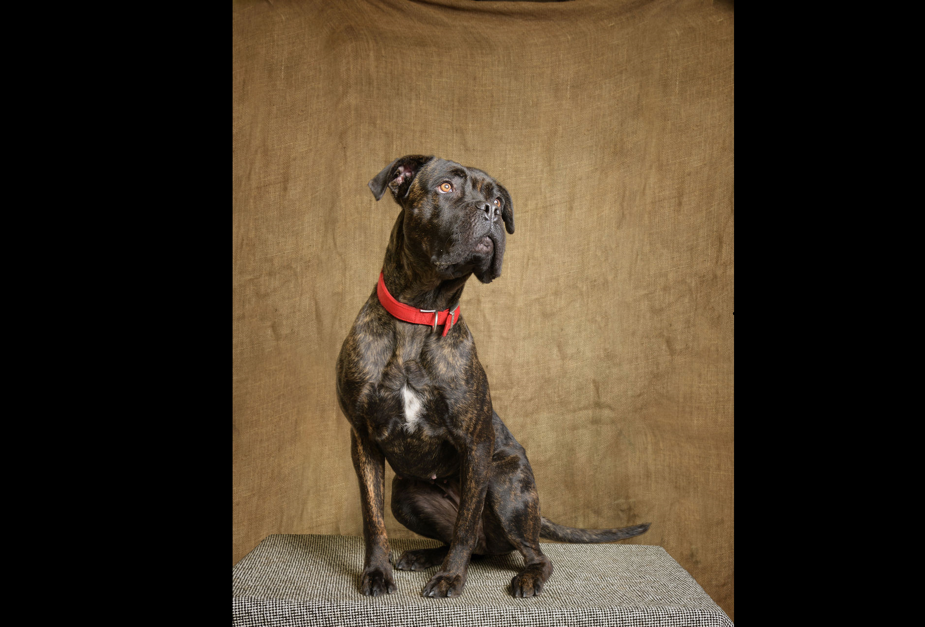 Alpi, 2yo Cane Corso - Perthshire Abandoned Dog Society