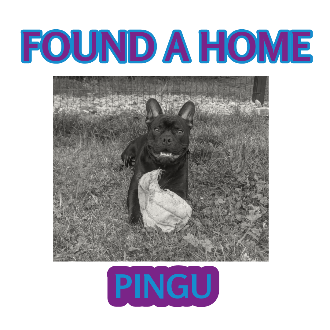 Pingu, 1yo Staffie x Frenchie - Perthshire Abandoned Dog Society