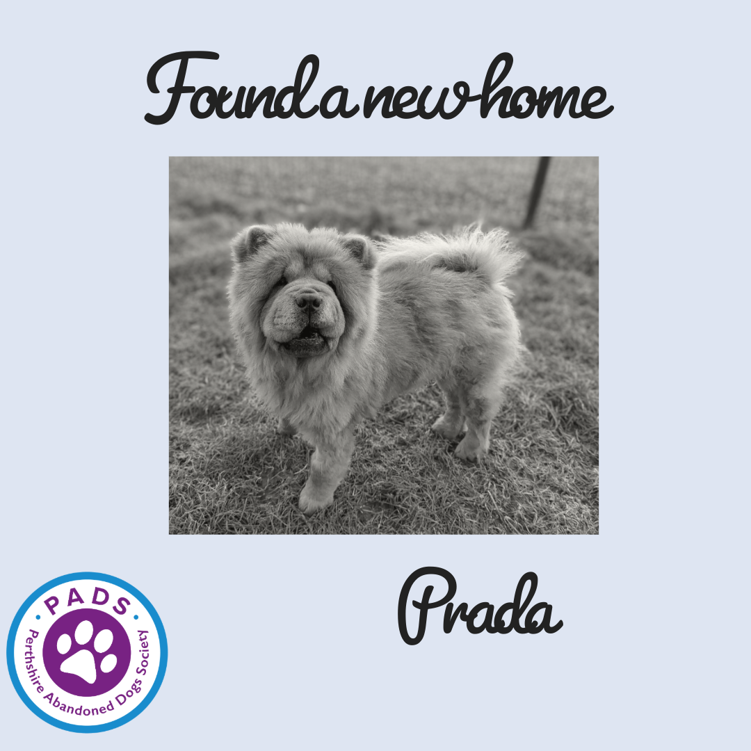 Prada, 2yo Chow Chow - Perthshire Abandoned Dog Society