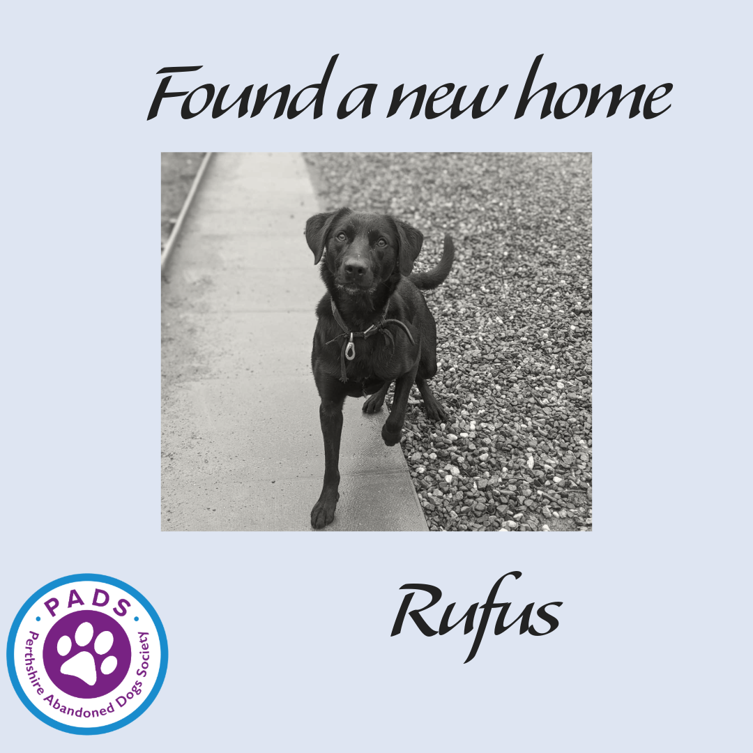 Rufus, 3yo Lab x Collie - Perthshire Abandoned Dog Society