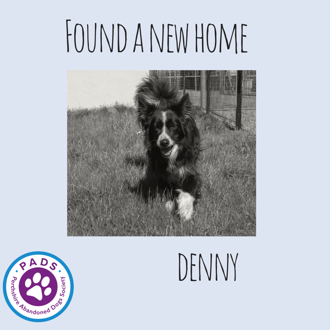 Denny, 9yo Border Collie - Perthshire Abandoned Dog Society