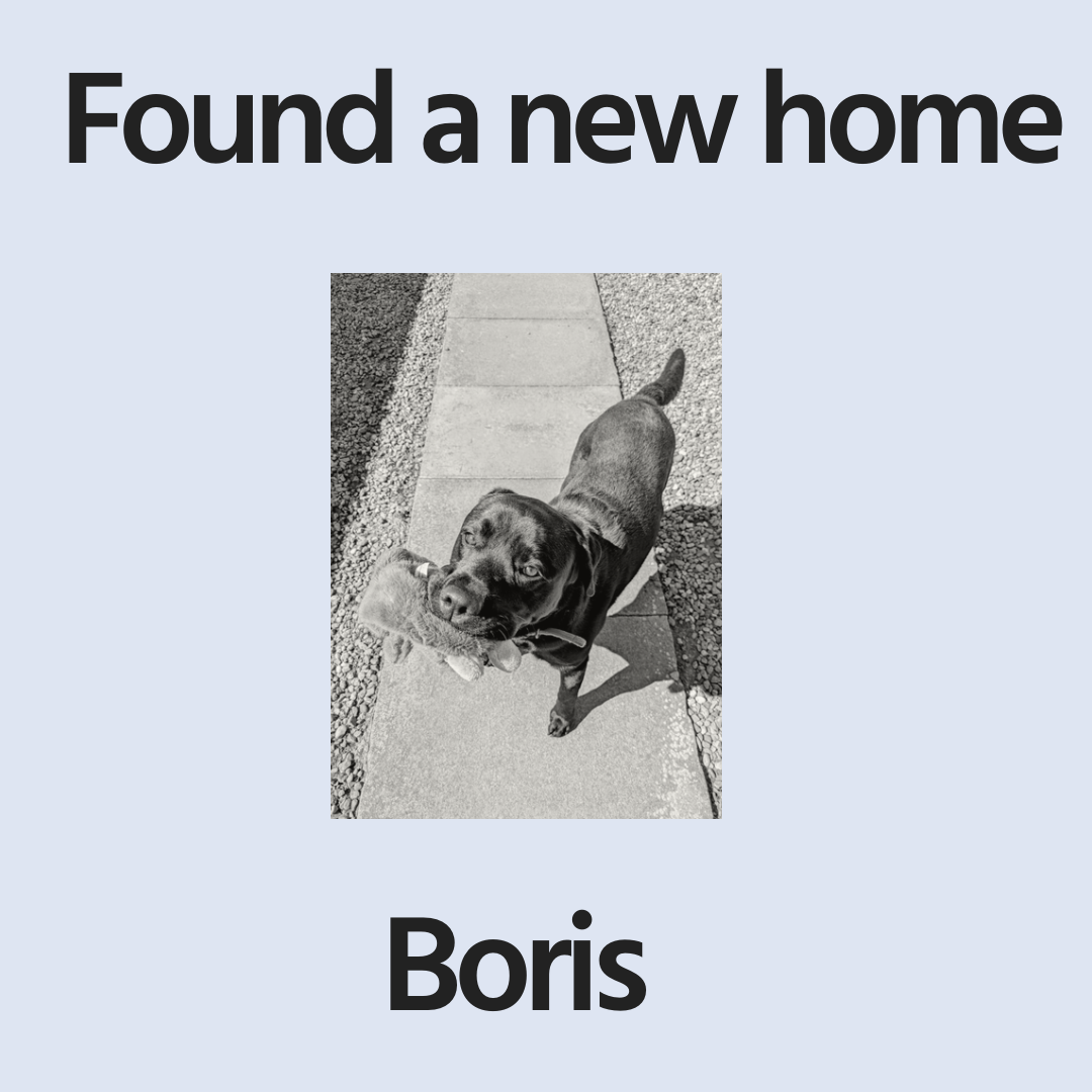 Boris, 3yo Labrador - Perthshire Abandoned Dog Society