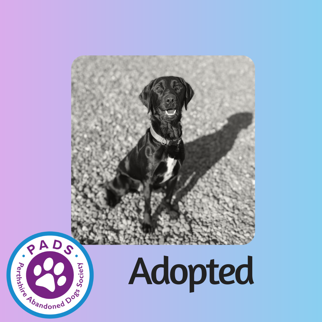 Baxter, 2yo Springador - Perthshire Abandoned Dog Society